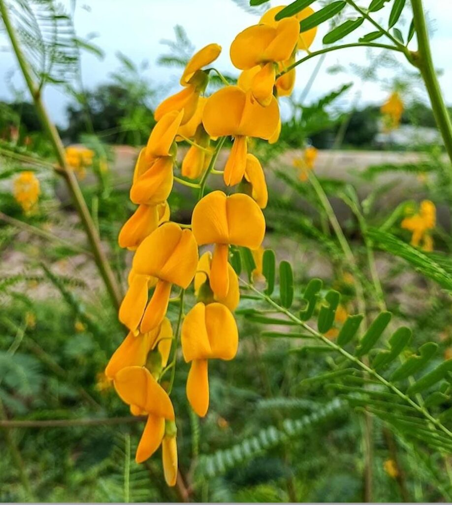 Canh chua cá linh nấu bông điên điển - Món ngon phi vườn | Văn Hóa Miền Tây